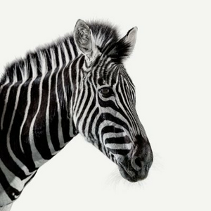 Is Investec Bank down? Check current problems and outages!